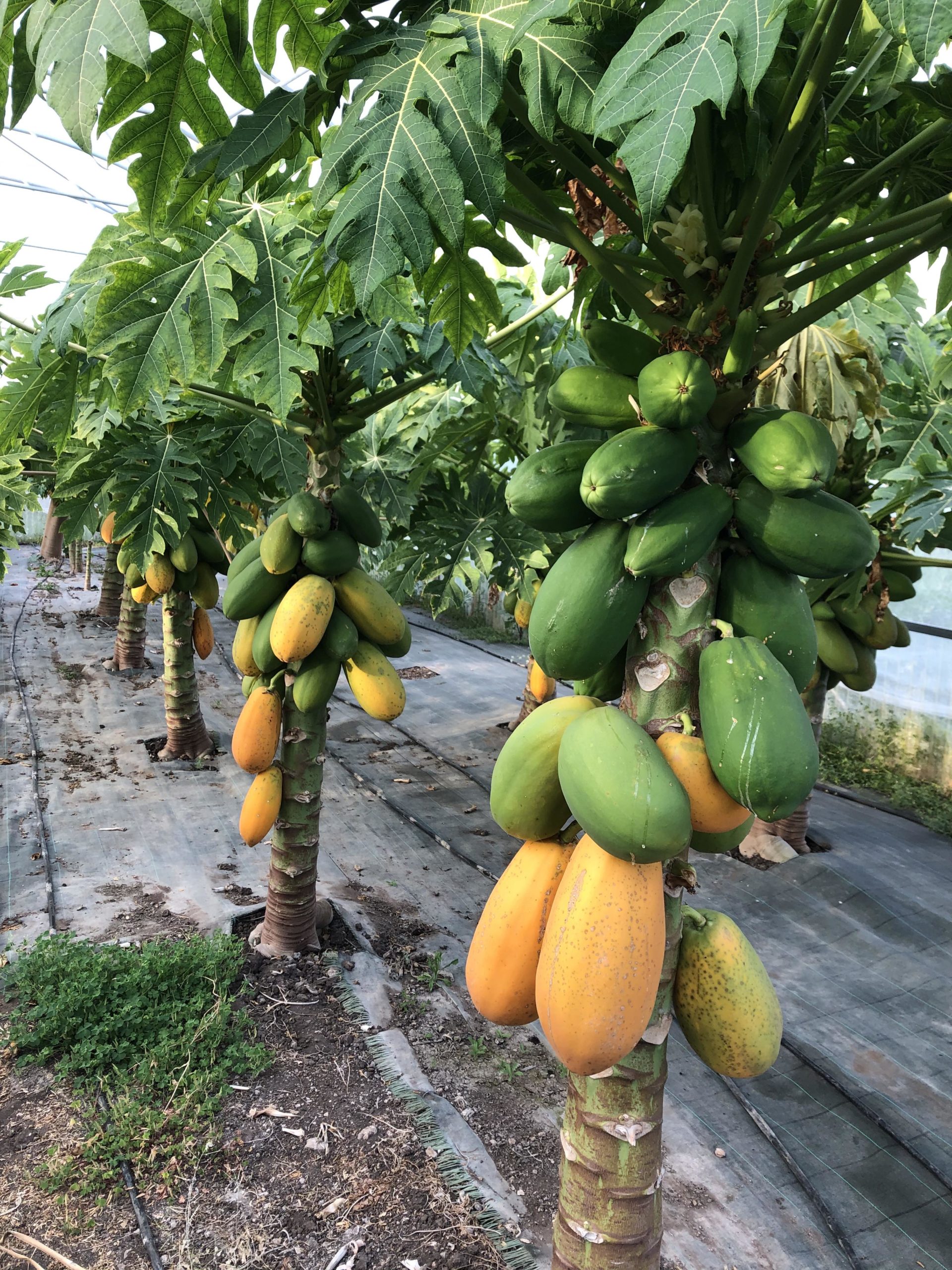Produzione Papaya Bio - Green service | Giardini Tropicali